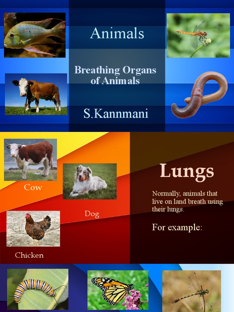 Breathing Organs of Animals | PDF