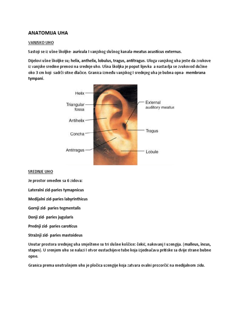Anatomija Uha | PDF