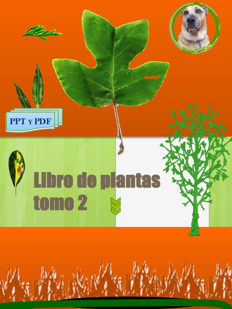 Libro de Plantas Tomo A1 | PDF | Botánica | Plantas