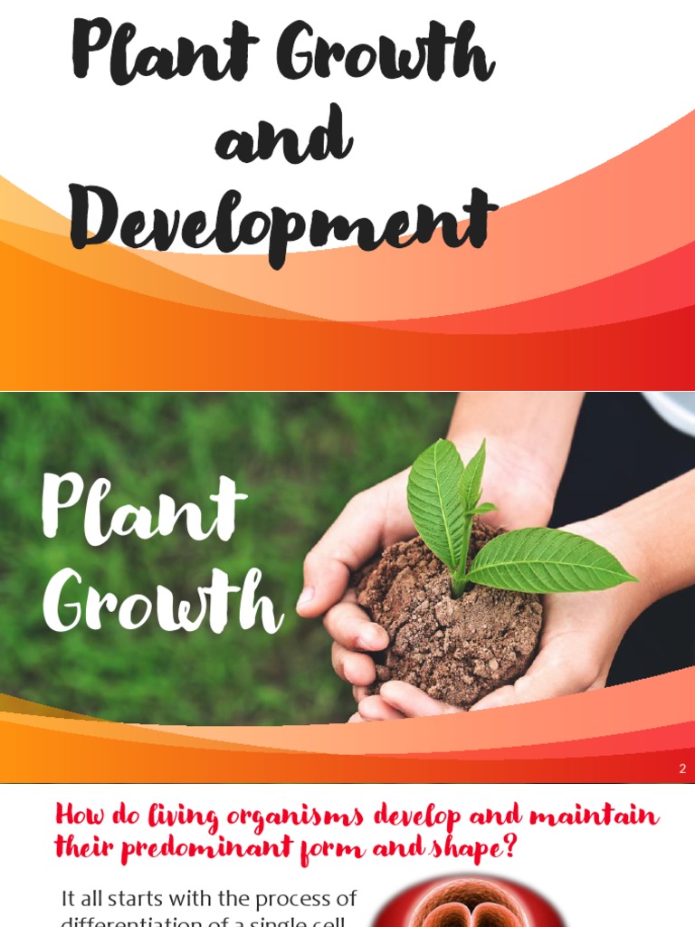 Unit 4. AB Plant Growth and Development | PDF | Root | Cell Growth