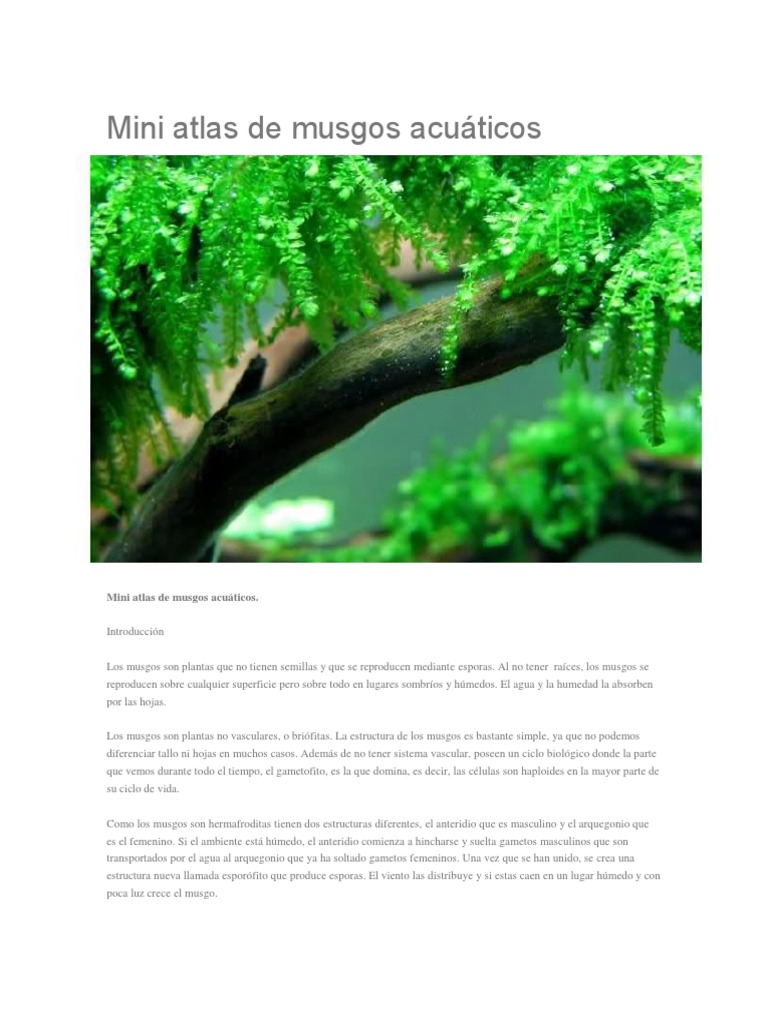 Guía de Musgos Acuáticos para Acuaristas | PDF | Musgo | Acuario