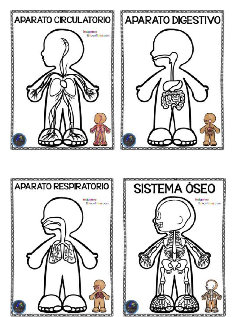 Sistemas Del Cuerpo Humano | PDF