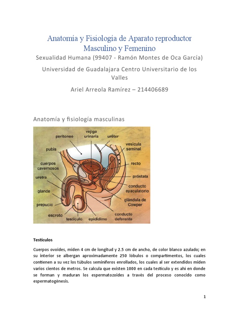 Anatomía y Fisiología Del Aparato Reproductor Masculino y Femenino ...
