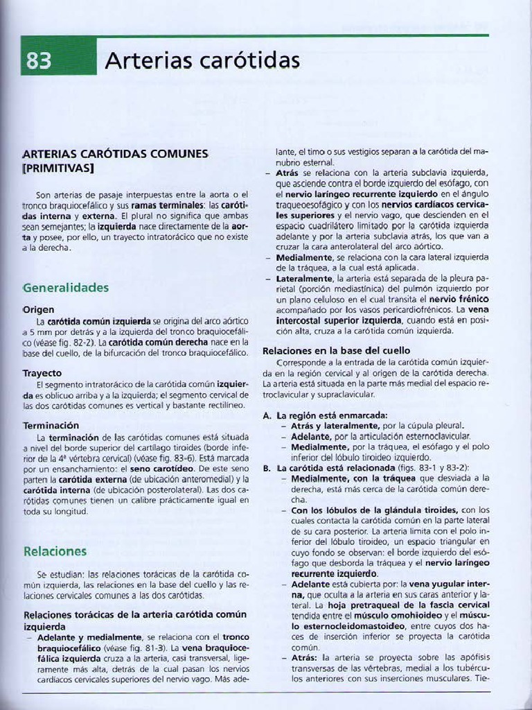 Anatomía de las Arterias Carótidas | PDF | Arteria carótida común ...