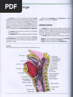Anatomía y Fisiología de La Rinofaringe, Orofaringe e Hipofaringe | PDF ...
