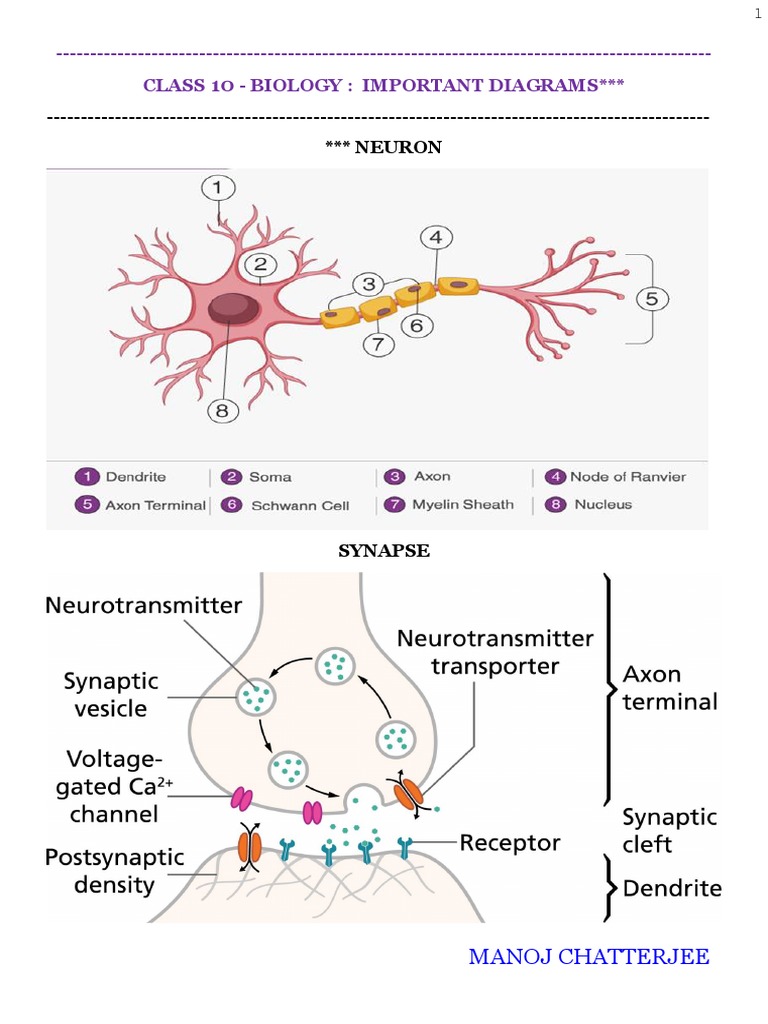 Class 10 Important Diagrams | PDF | Biology | Mitosis