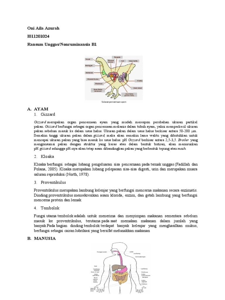 Sistem Pencernaan | PDF | Kesehatan Holistik