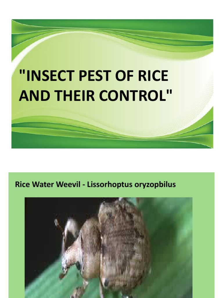 Insect Pest of Rice | PDF