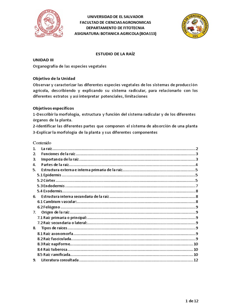 Tipos de raíces: axonomorfa y fasciculada | PDF | Raíz | Plantas