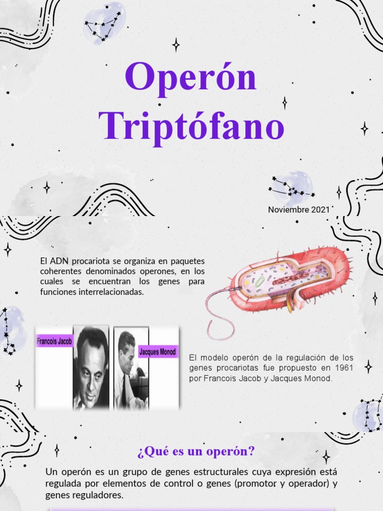 Regulación del operón trp en Escherichia coli: control de la ...