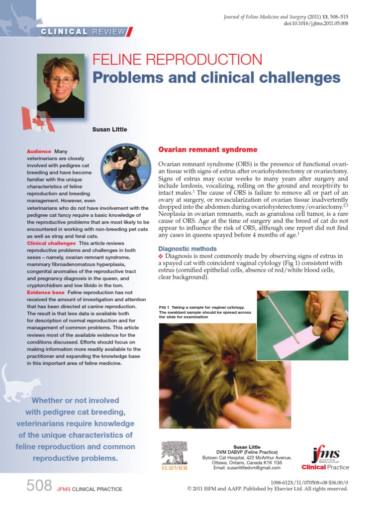 Feline Reproduction | PDF | Testicle | Medicine