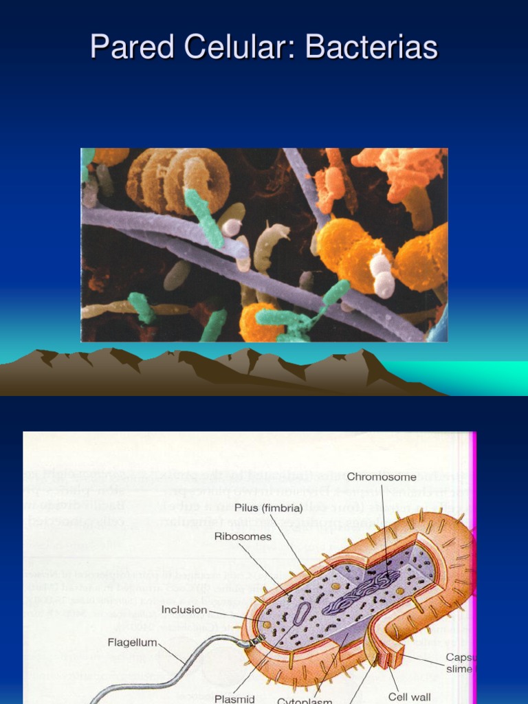 Estructura Pared Celular Bacteriana | PDF | Bacterias Gram-negativo ...