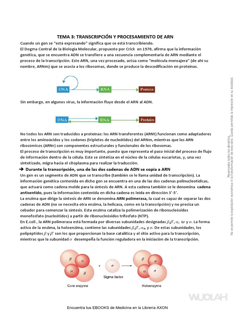 Procesos de transcripción y procesamiento del ARN | PDF | Rna | Adn