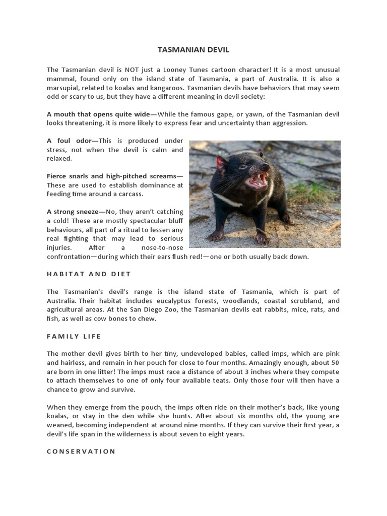 Tasmanian Devil | PDF | Koala | Mammals