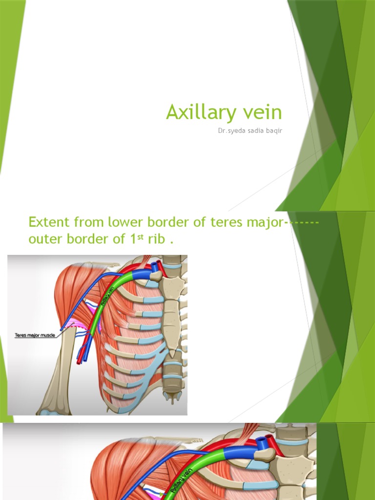 Axillary Vein | PDF