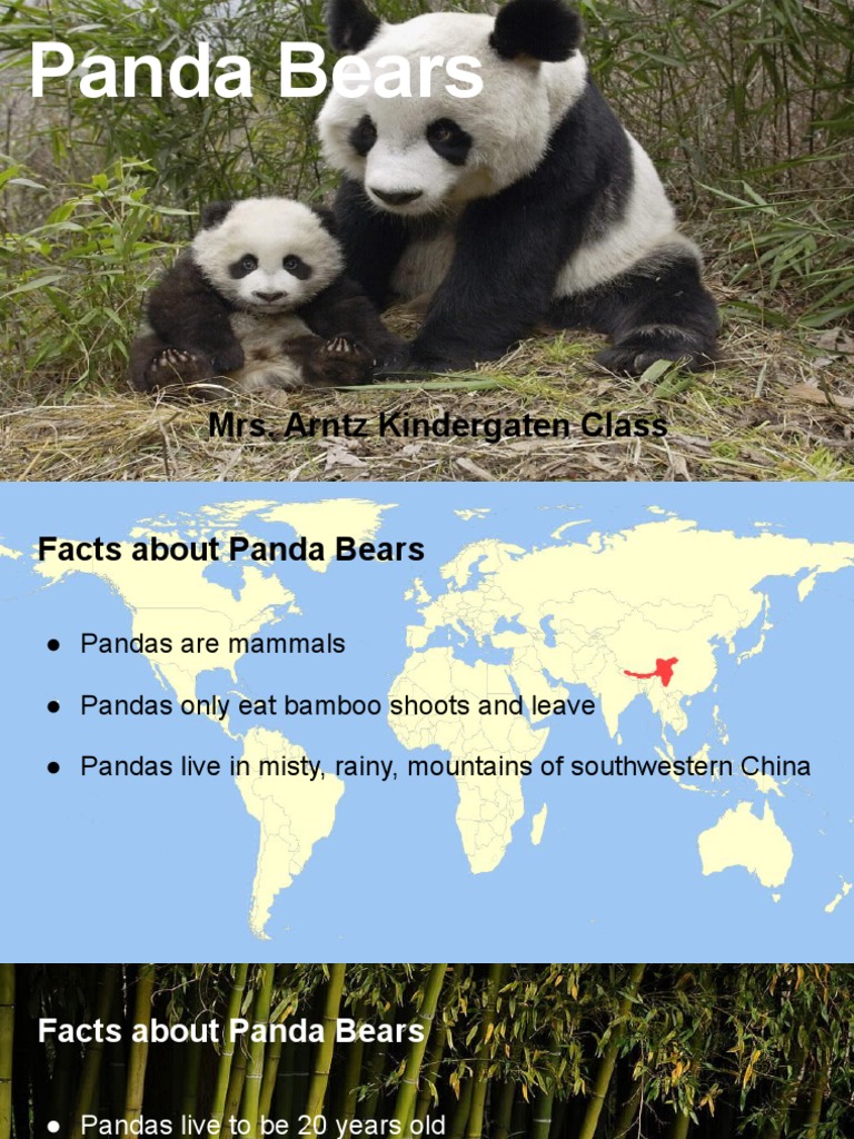 Panda Bears Facts | PDF
