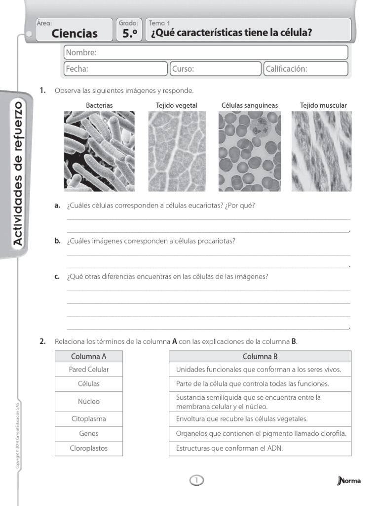 Avanza Ciencias 5 Actividades de Refuerzo | PDF | Biología Celular ...