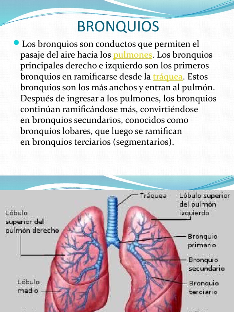 Bronquios y Alveolos Leo | PDF