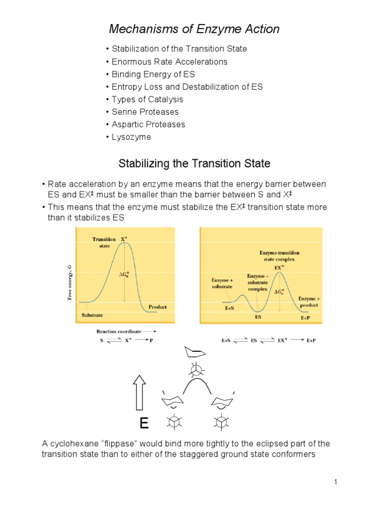 Lecture 16 | PDF | Protease | Enzyme Inhibitor