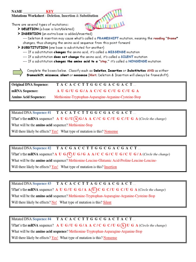 Dna Mutations Worksheet Key 1617 | PDF | Point Mutation | Hemoglobin