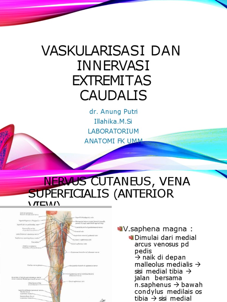 Vaskularisasi Dan Innervasi Extremitas Caudalis | PDF | Human Leg ...