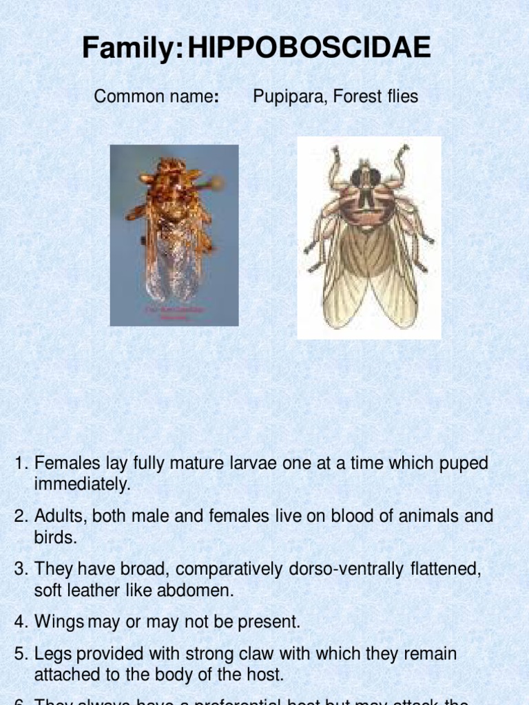 Family: Hippoboscidae: Common Name: Pupipara, Forest Flies | PDF | Fly ...