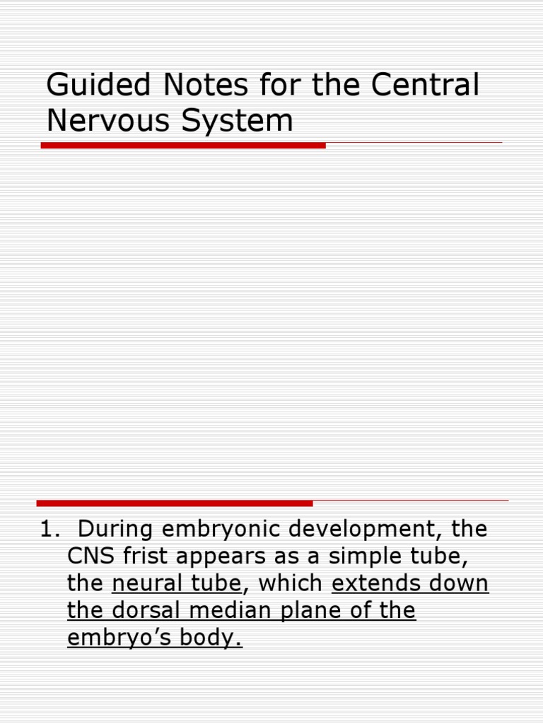 Guided Notes For The Central Nervous System | PDF | Cerebral Cortex ...