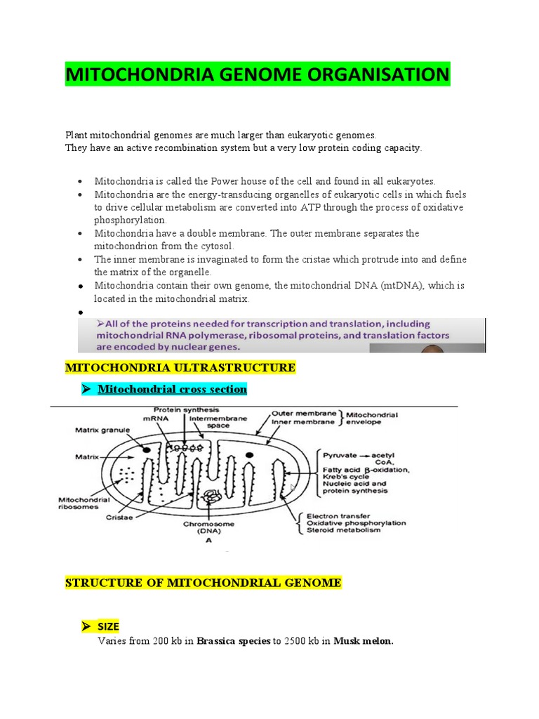 Mitochondria Genome Organisation | PDF | Mitochondrion | Mitochondrial Dna