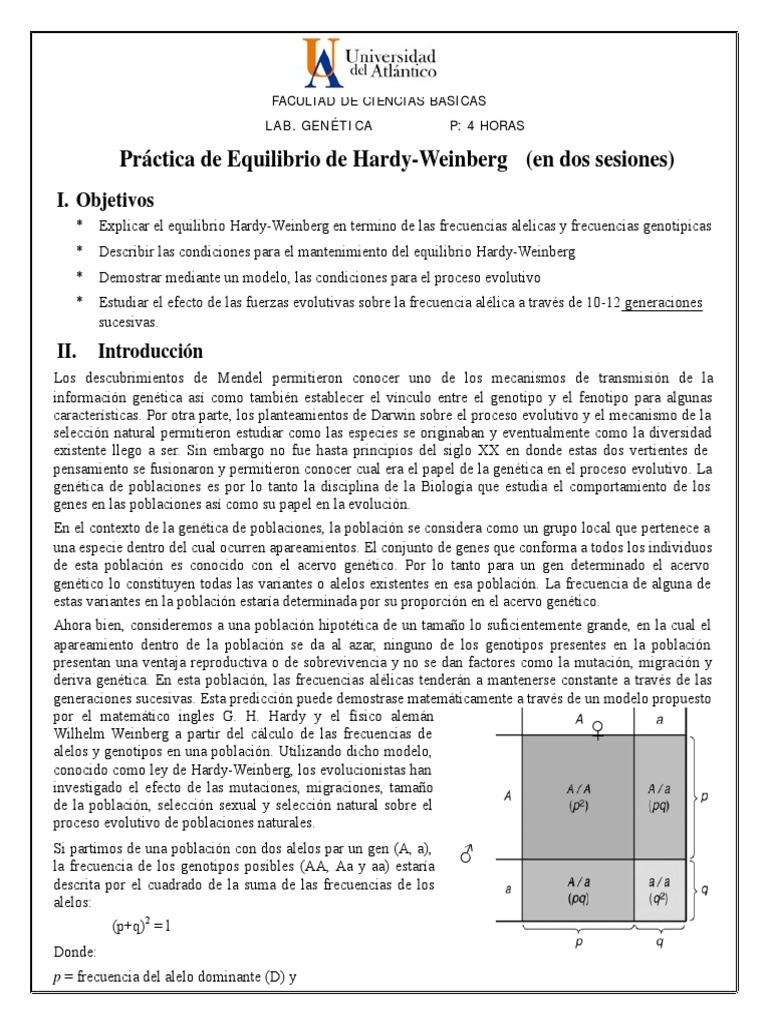 Práctica De Equilibrio De Hardy Weinberg Pdf Evolución Población