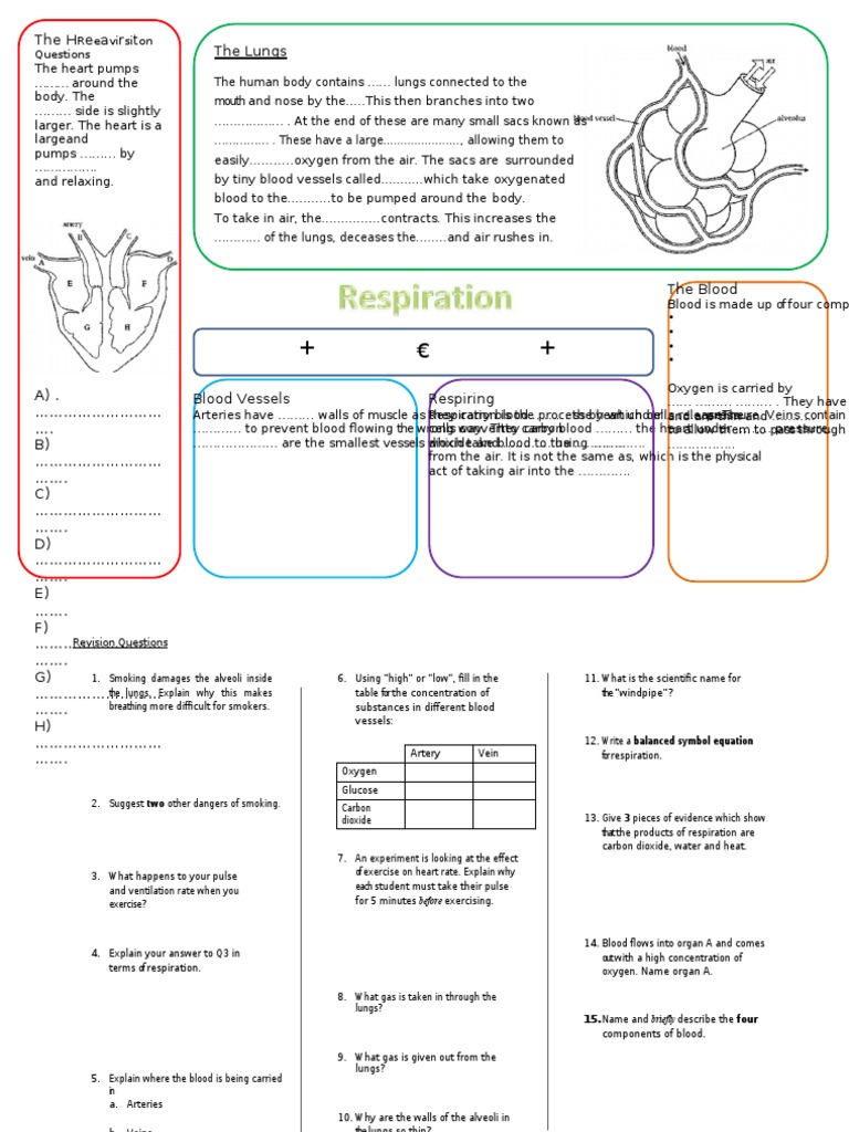 Circulation and Respiration Revision EOY | PDF | Respiratory System ...
