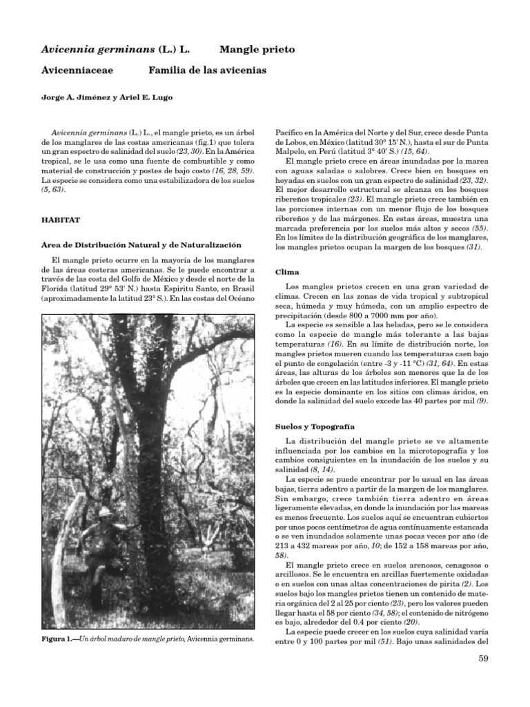 El mangle prieto (Avicennia germinans), un árbol clave de los manglares tropicales | PDF ...