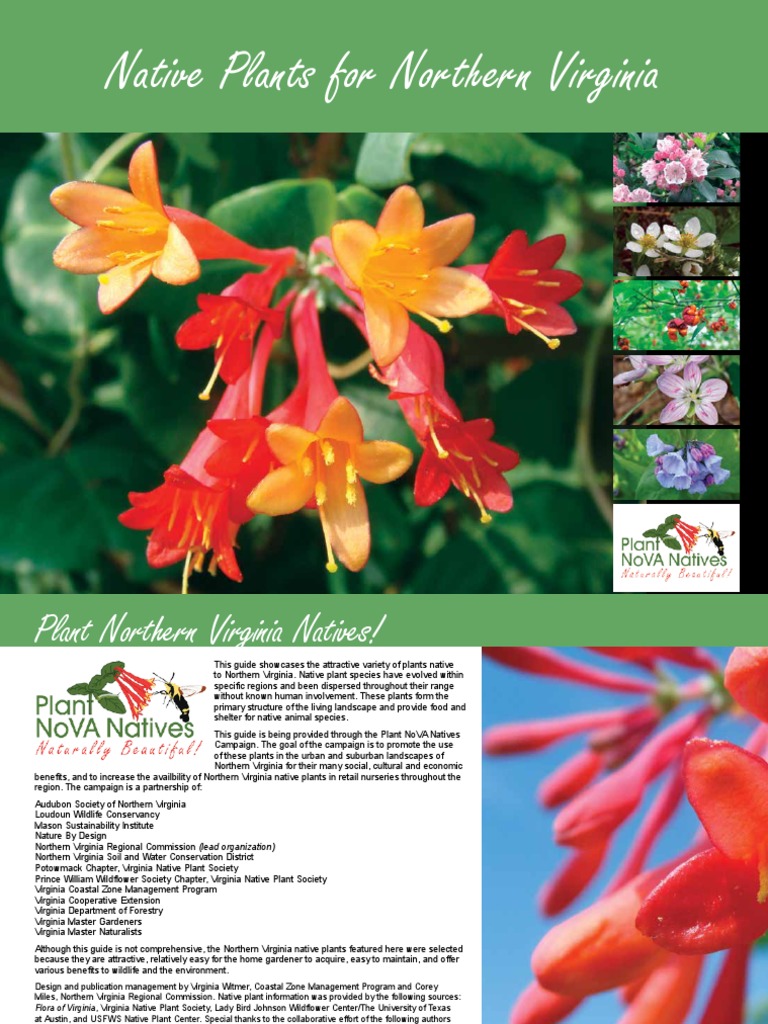 Northern Virginia Native Plant Guide | PDF | Plants | Botany