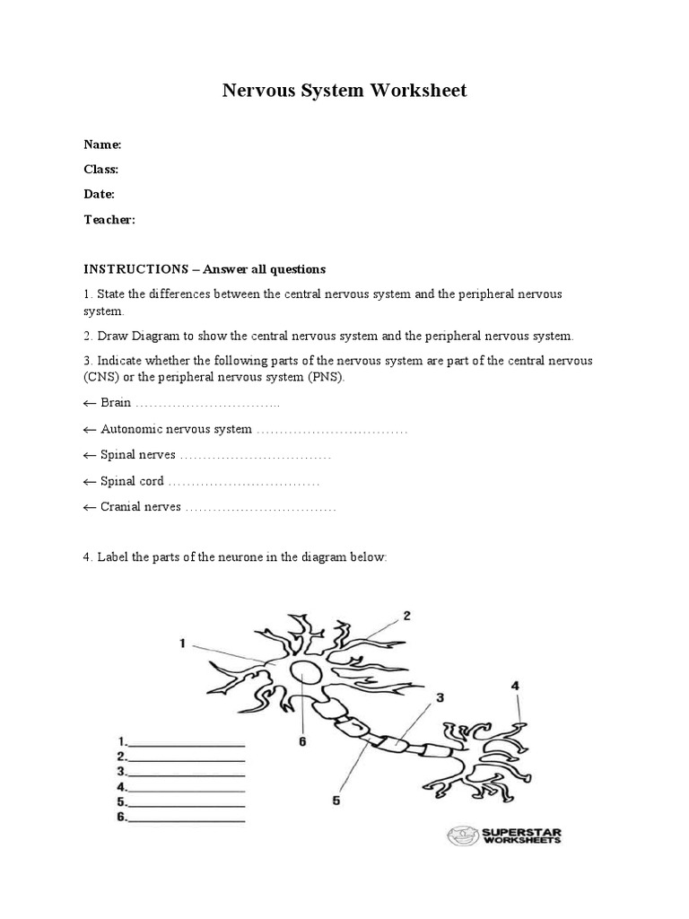 Nervous System Worksheet: Name: Class: Date: Teacher: INSTRUCTIONS ...