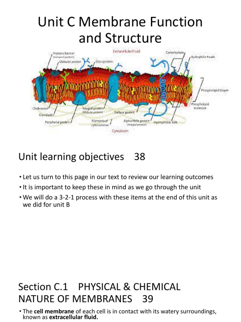 Membrane Structure and Function Overview | PDF | Cell Membrane | Osmosis
