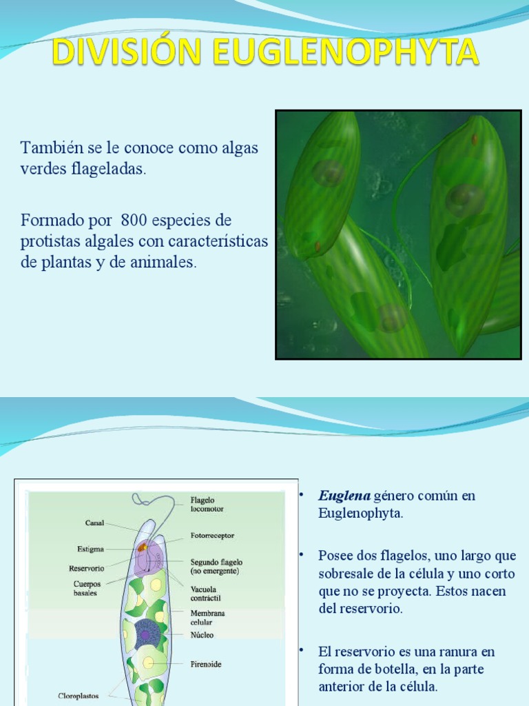 División Euglenophyta | PDF | Organismos | Eucariotas