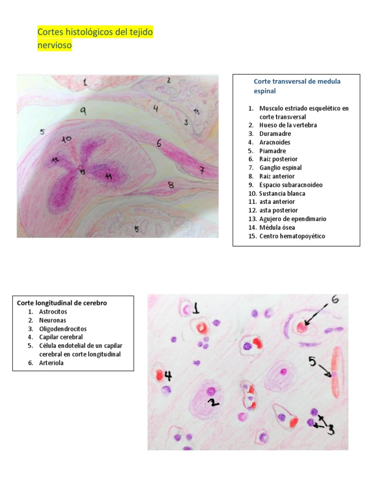 Cortes Histológicos Del Tejido Nervioso | PDF