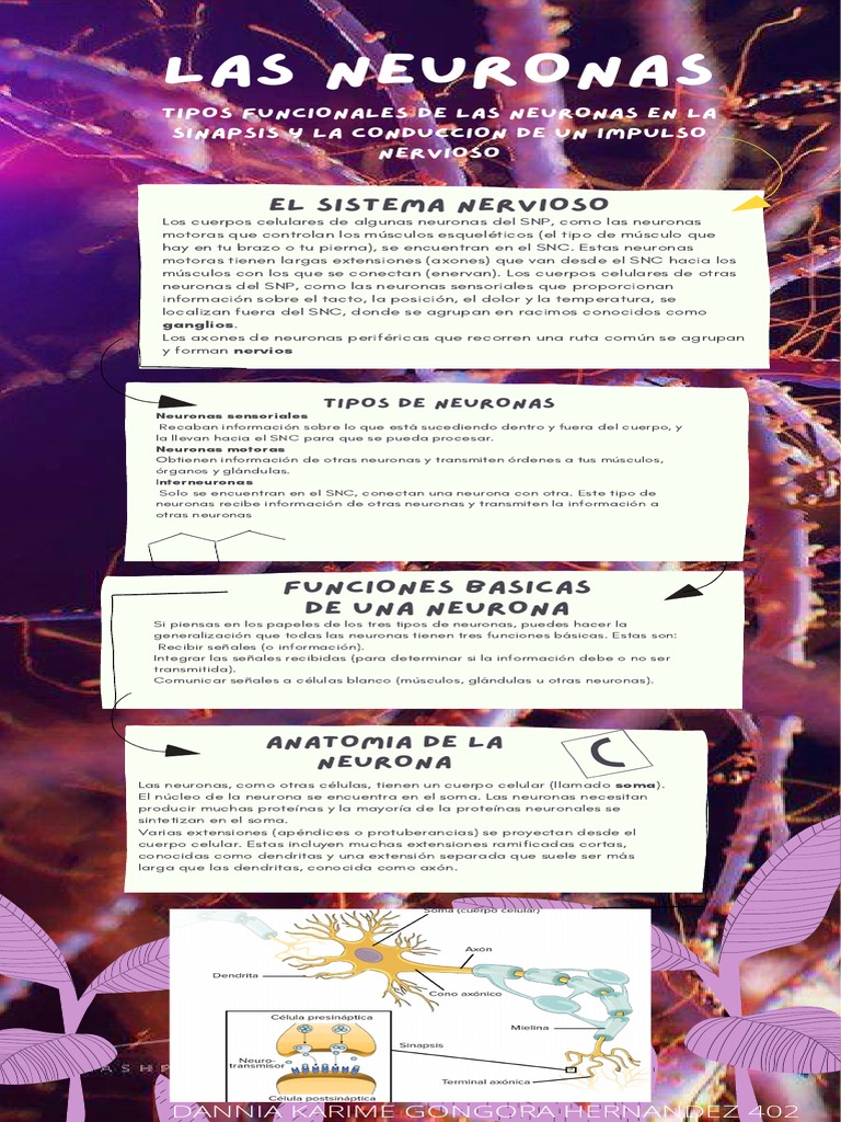 Funciones y Tipos de Neuronas en Sinapsis | PDF | Ciencia y matemáticas
