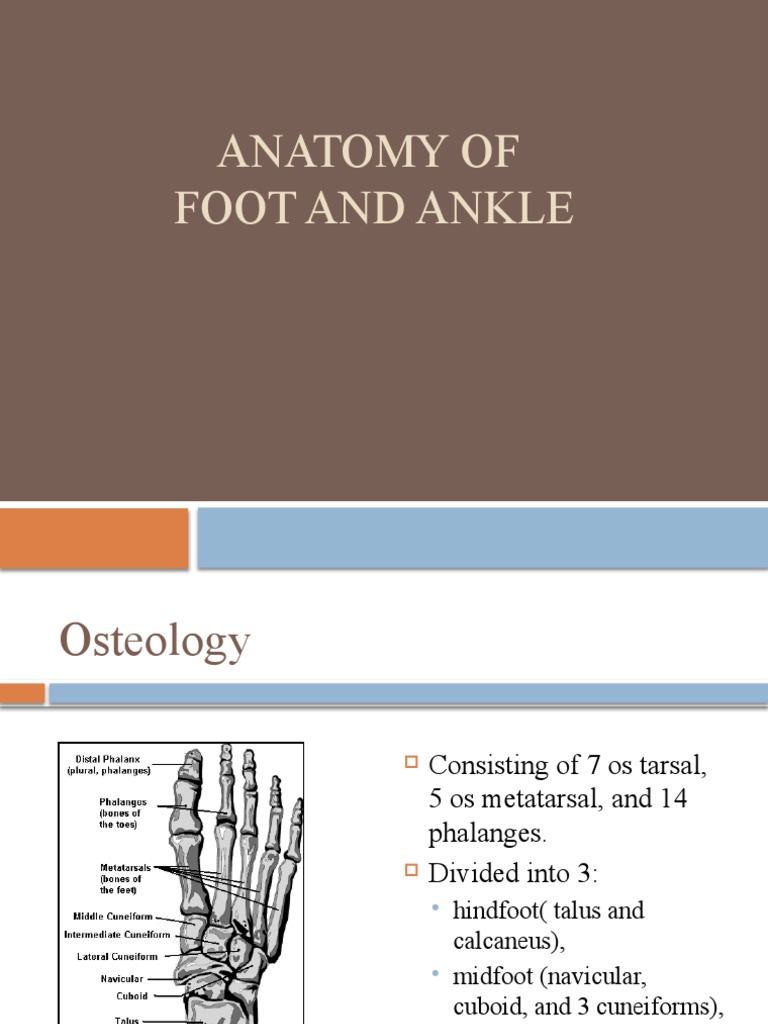 Anatomy Foot And Ankle Pdf Foot Ankle