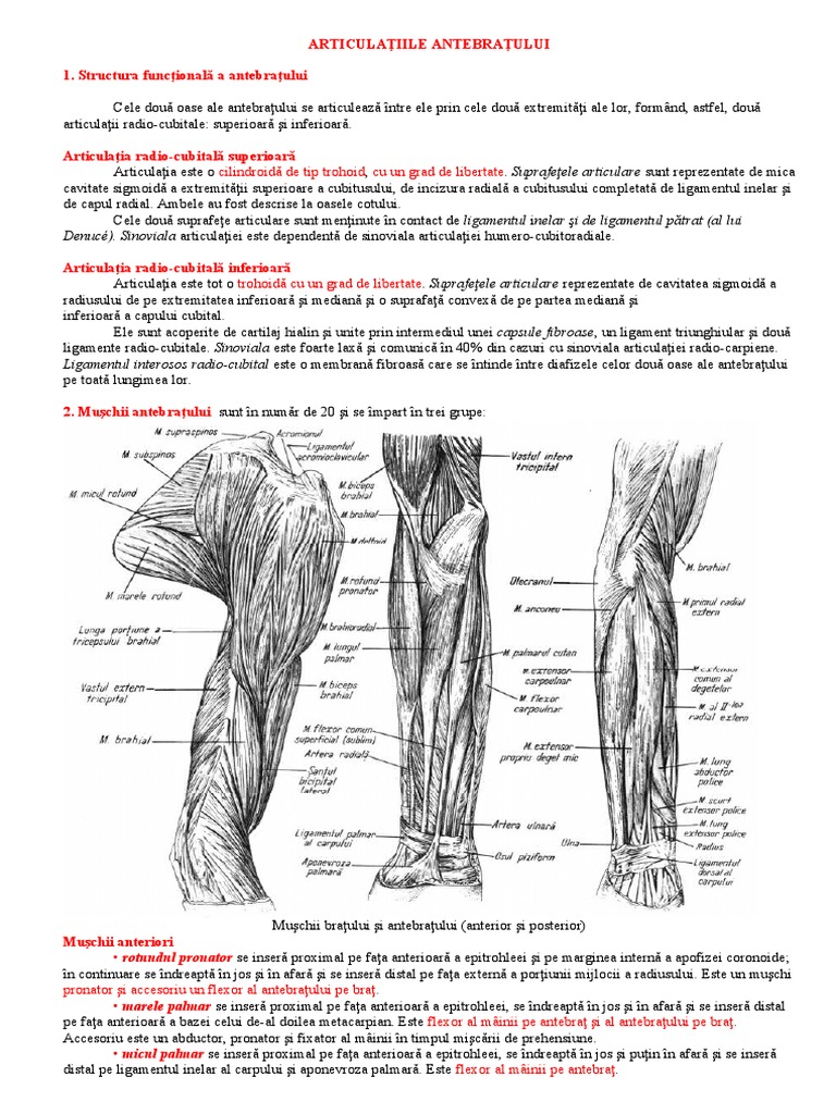 Articulatiile Antebratului | PDF