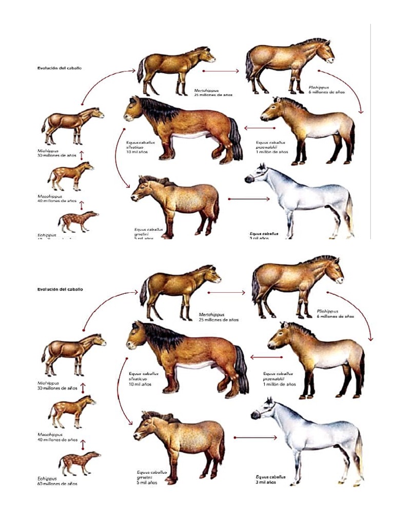 Evolucion Del Caballo | PDF
