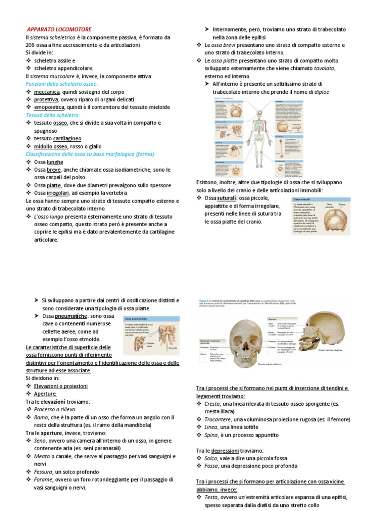 Apparato Locomotore | PDF