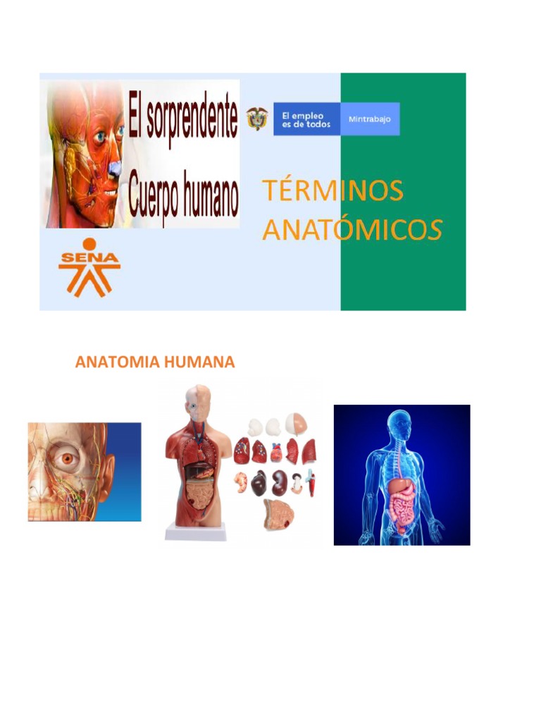 Términos Anatómicos en Anatomía Humana | PDF | Términos anatómicos de ...