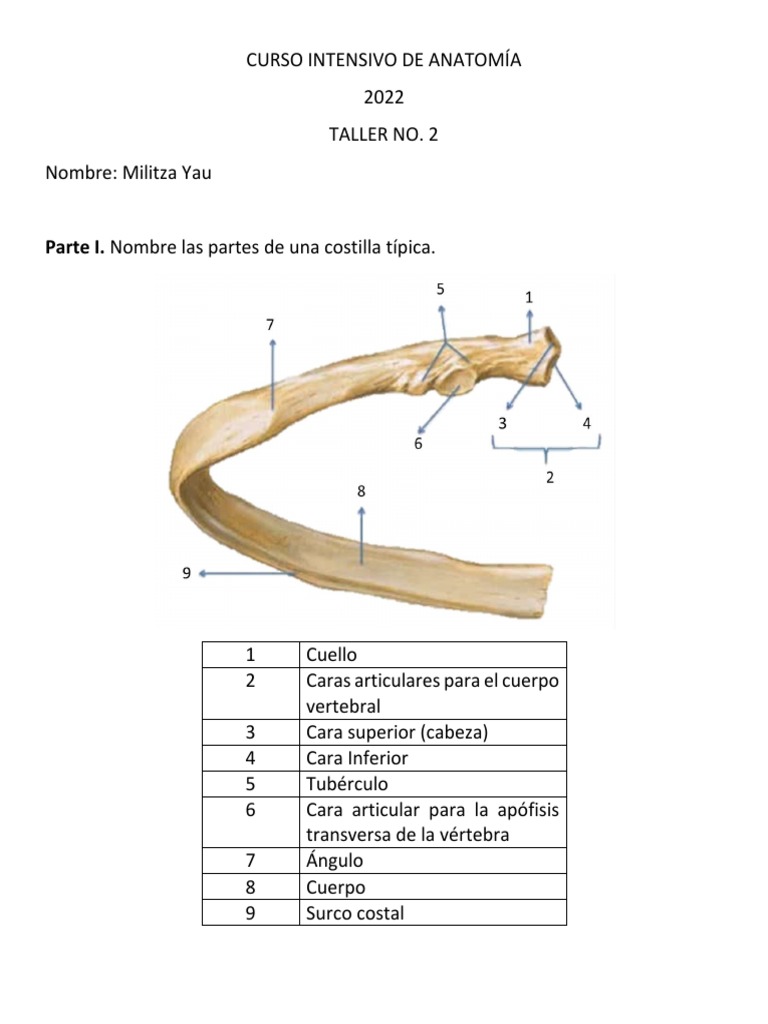 Partes de la Costilla y Anatomía Abdominal | PDF | Abdomen | Tórax