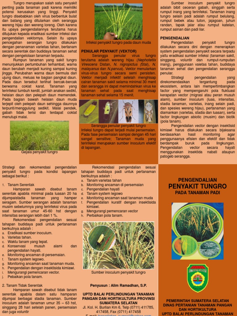 LEAFLET 11 Pengendalian Penyakit Tungro Pada Tanaman Padi | PDF | Griya ...