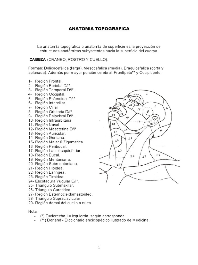 Ingresos Pantano Fracaso anatomia topografica de cabeza y cuello Abolido Inhibir frutas