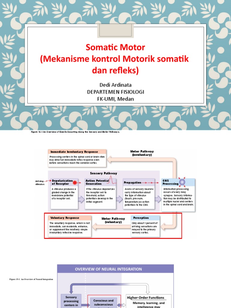 BHN Kuliah K22 Mekanisme Kontrol Motorik Somatik Dan Refleks | PDF ...