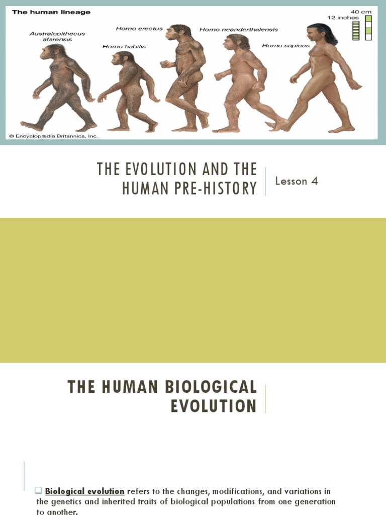 The Evolution of Early Humans: A Comprehensive Look at the Biological ...