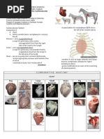 Cattle Heart Anatomy and Function | PDF | Heart | Atrium (Heart)