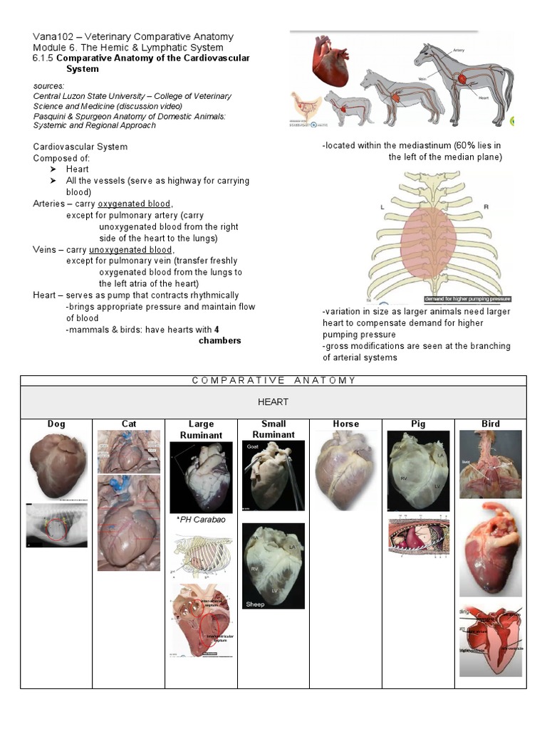 Comparative Anatomy of the Heart Systems | PDF | Heart | Aorta