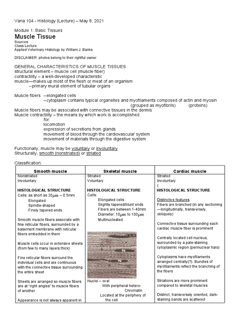 Histology Study Material - Muscle Tissues | PDF | Skeletal Muscle ...